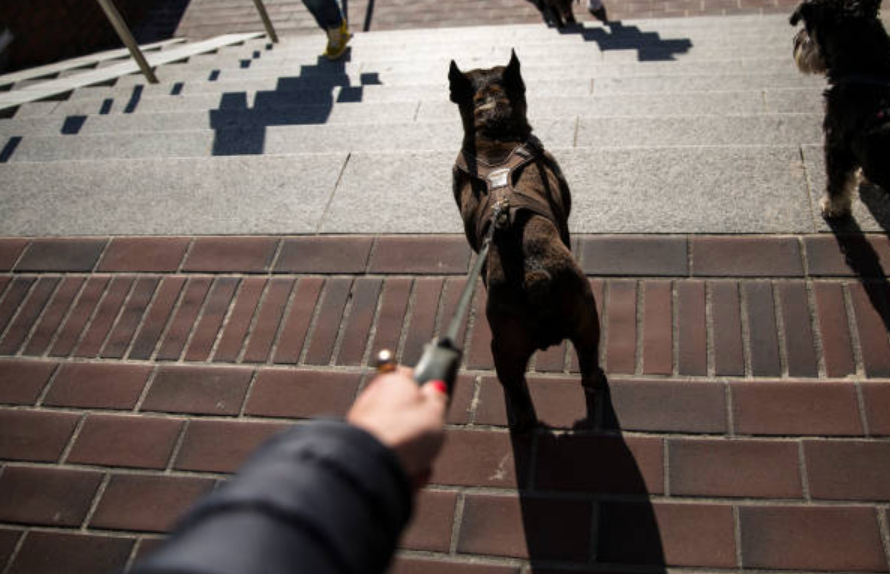 Por Qué Mi Cachorro Está Más Callado Que De Costumbre