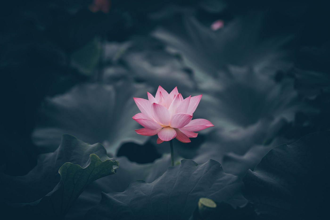 Lotus Flower Emerging