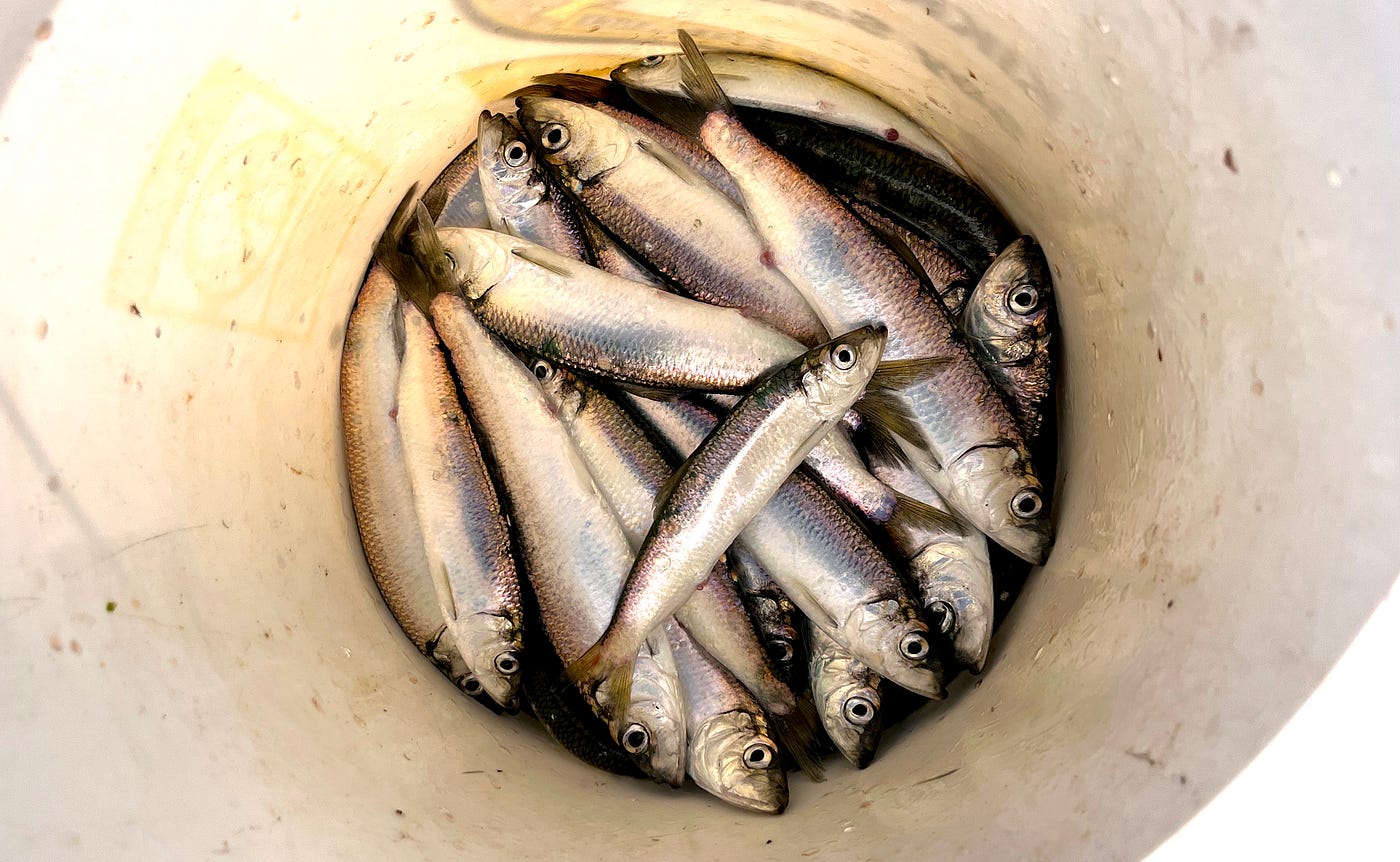 Herring Fish Images