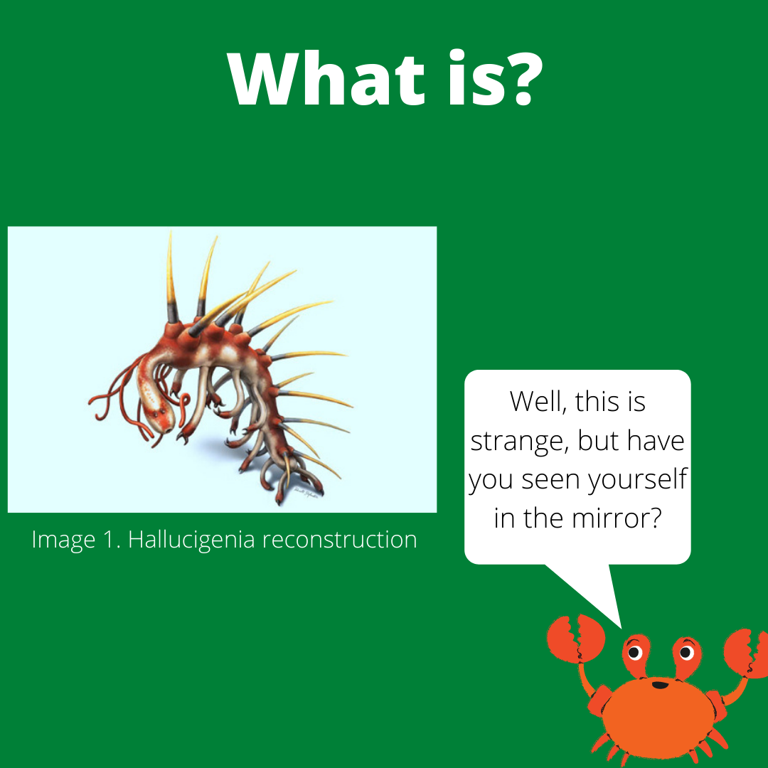 Hallucigenia