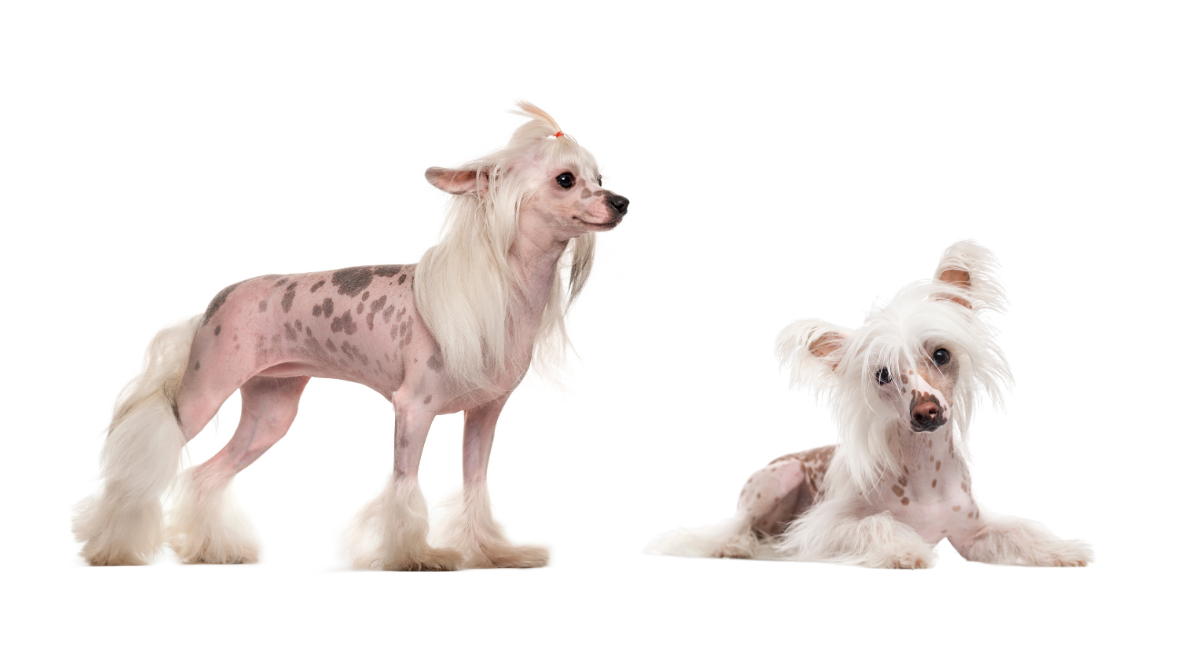 Dogs Without Hair