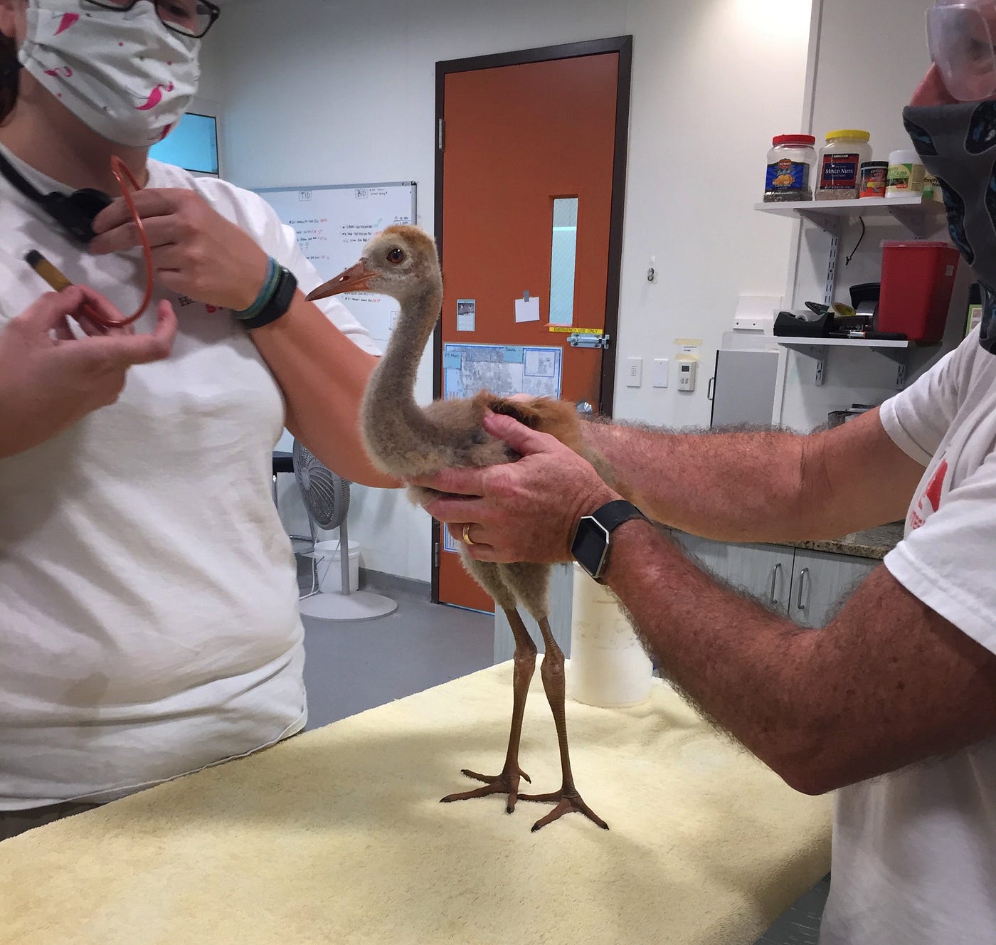 Sandhill Crane Baby