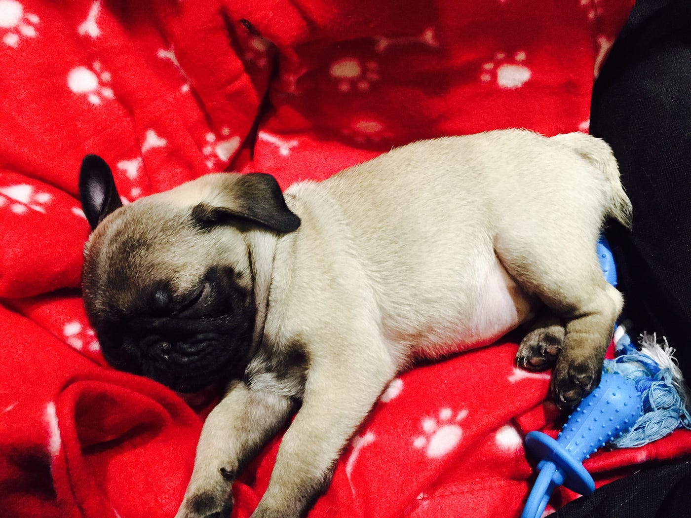 Do Pug Puppies Sleep A Lot