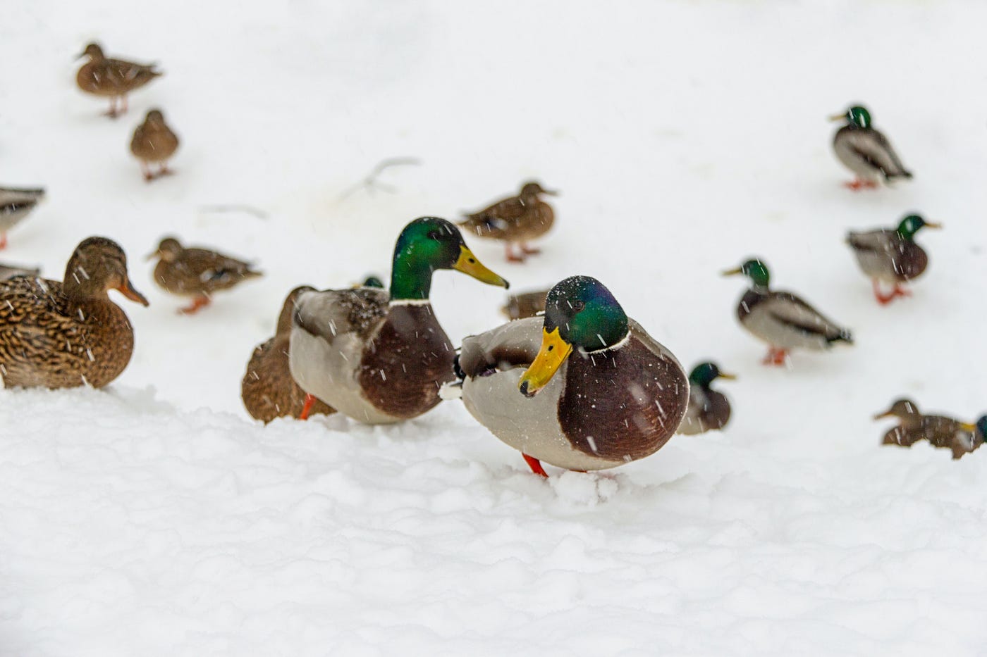 Ducks Getting Married