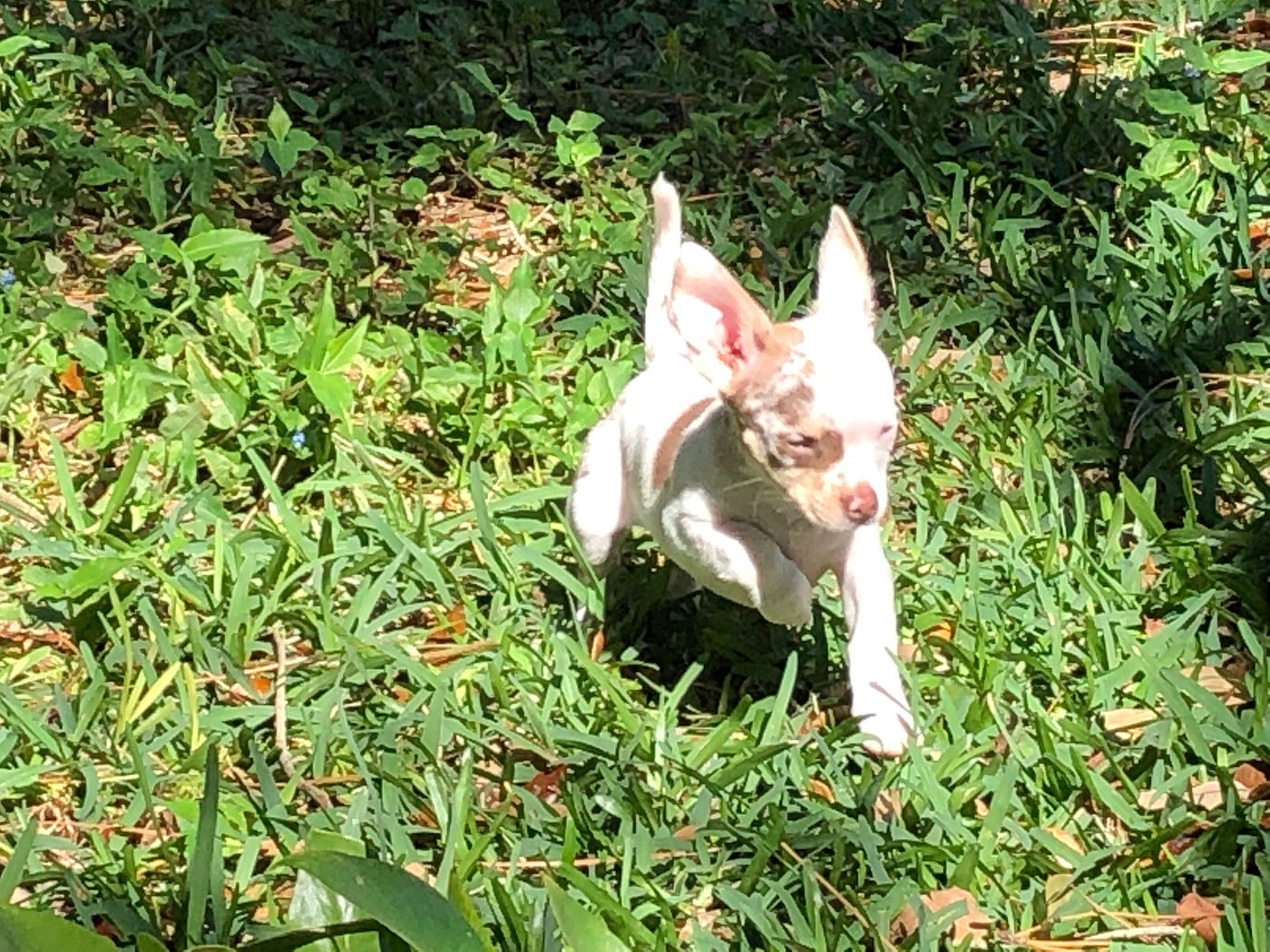 Can Dogs See When They Are Born