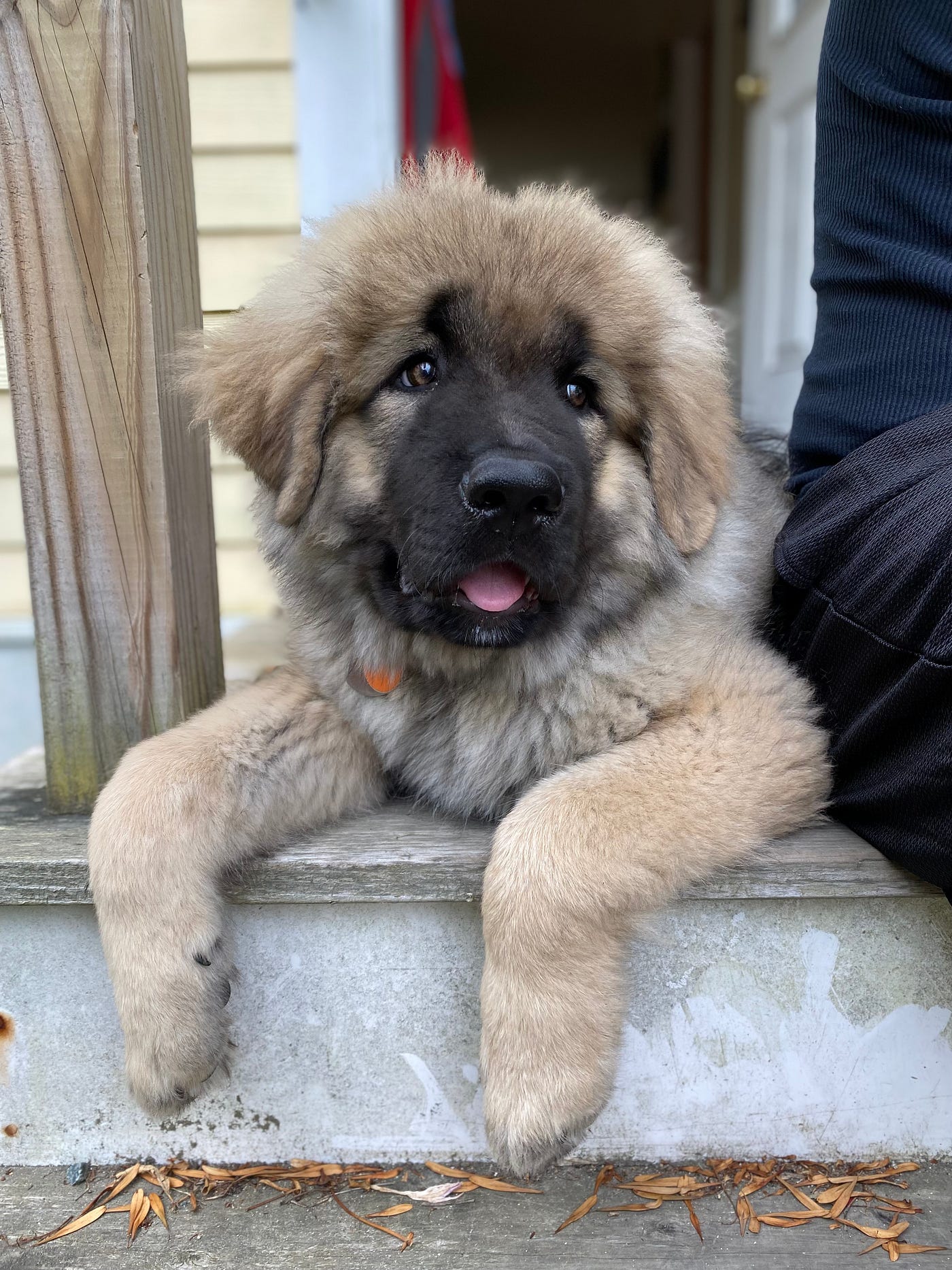 Cute Leonberger Puppy