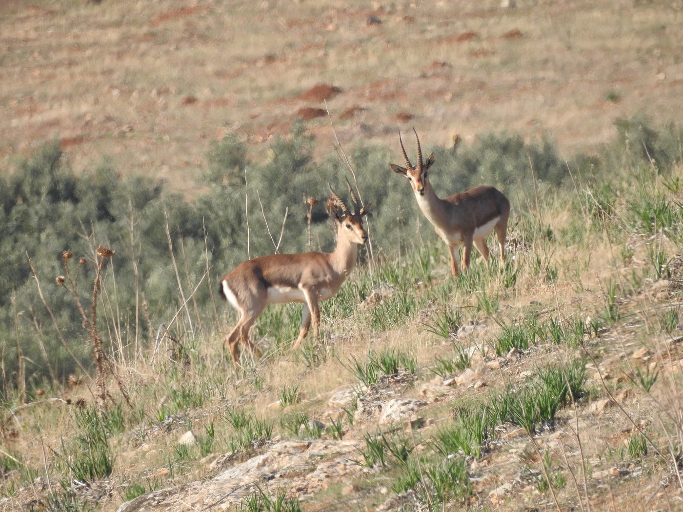 Red Gazelle Extinct