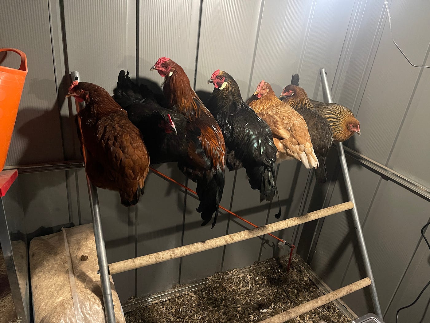 Metal Shed Chicken Co Op
