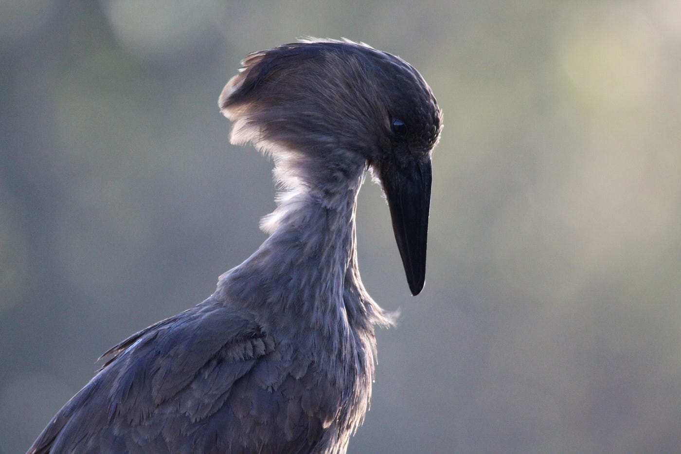 Impundulu The Lighting Bird Tale Of Chaos Africa Myth
