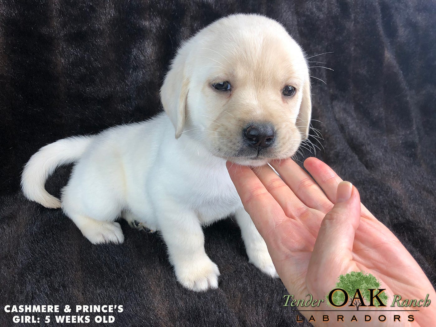 English Labrador Retriever Puppies