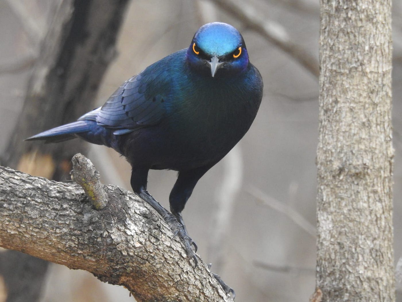 South African Garden Birds Pictures