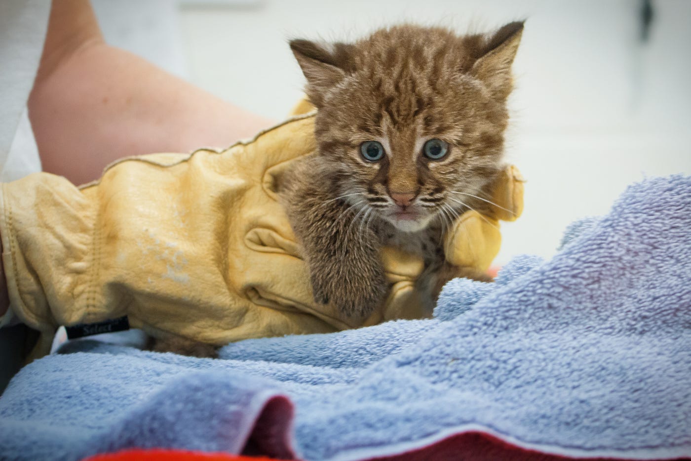 Baby Hjort Og Bobcat