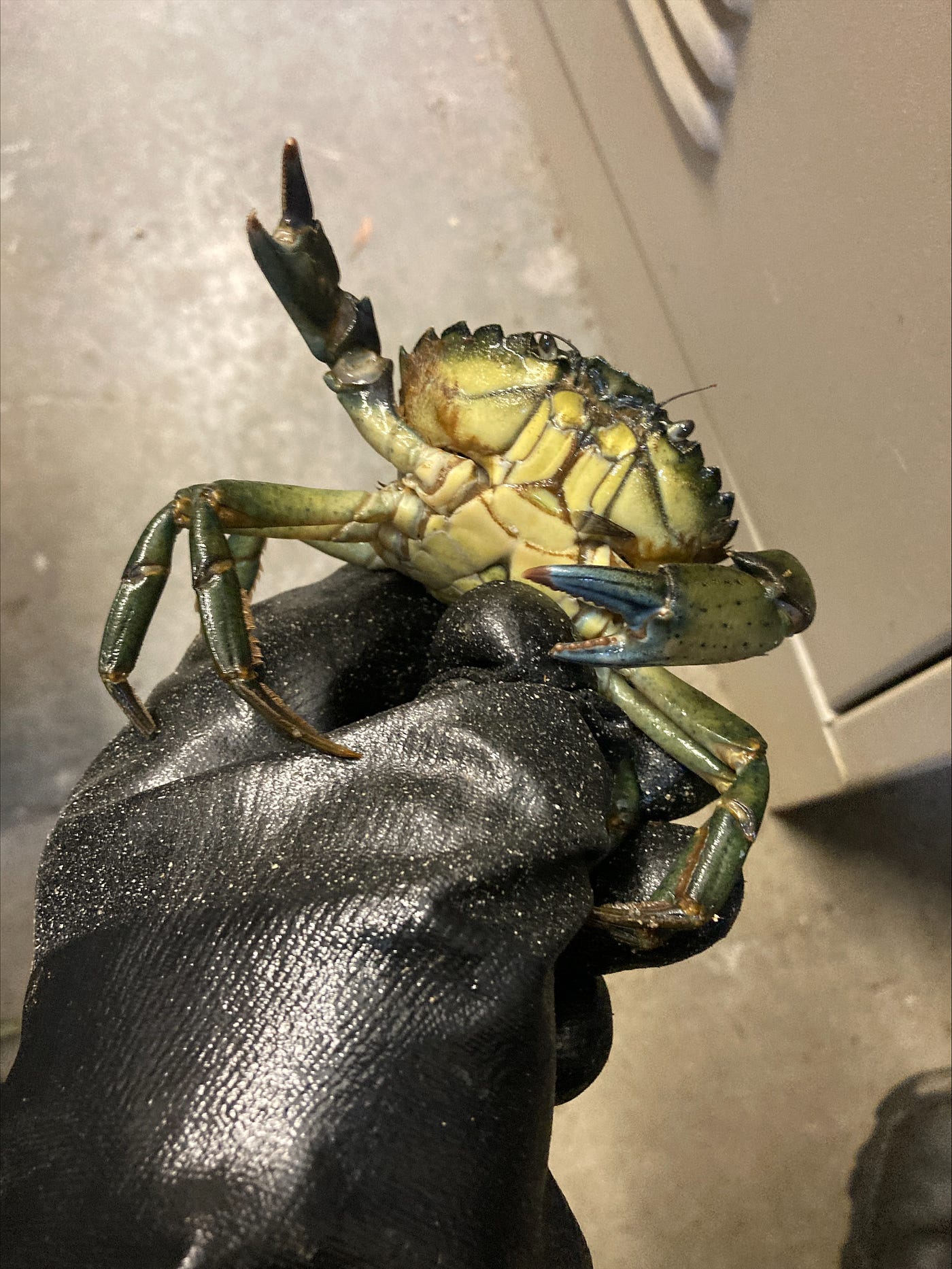 European Green Crab Invasive