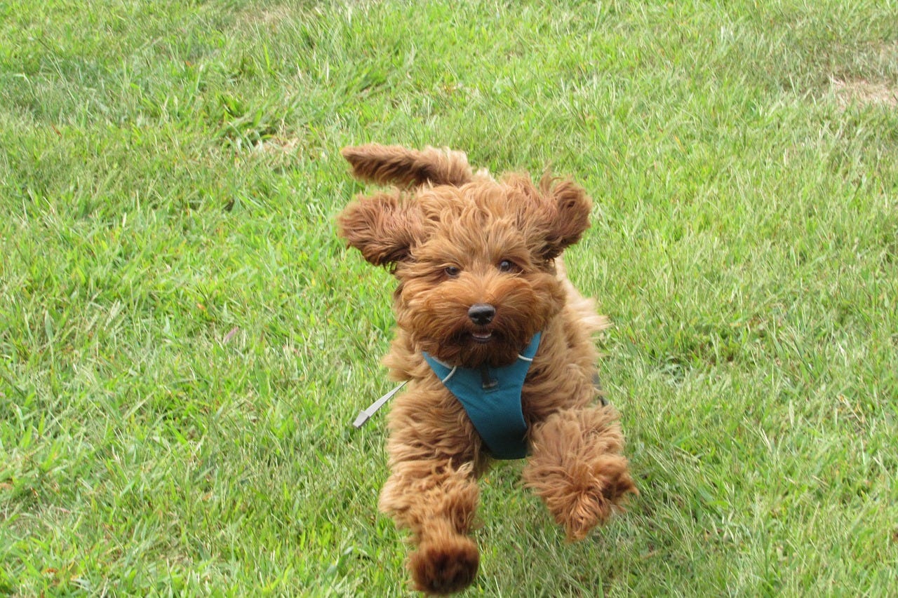 Average Size Labradoodle