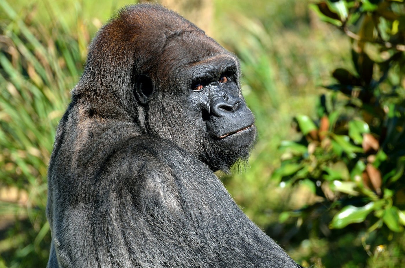 Evil Gorilla Tarzan