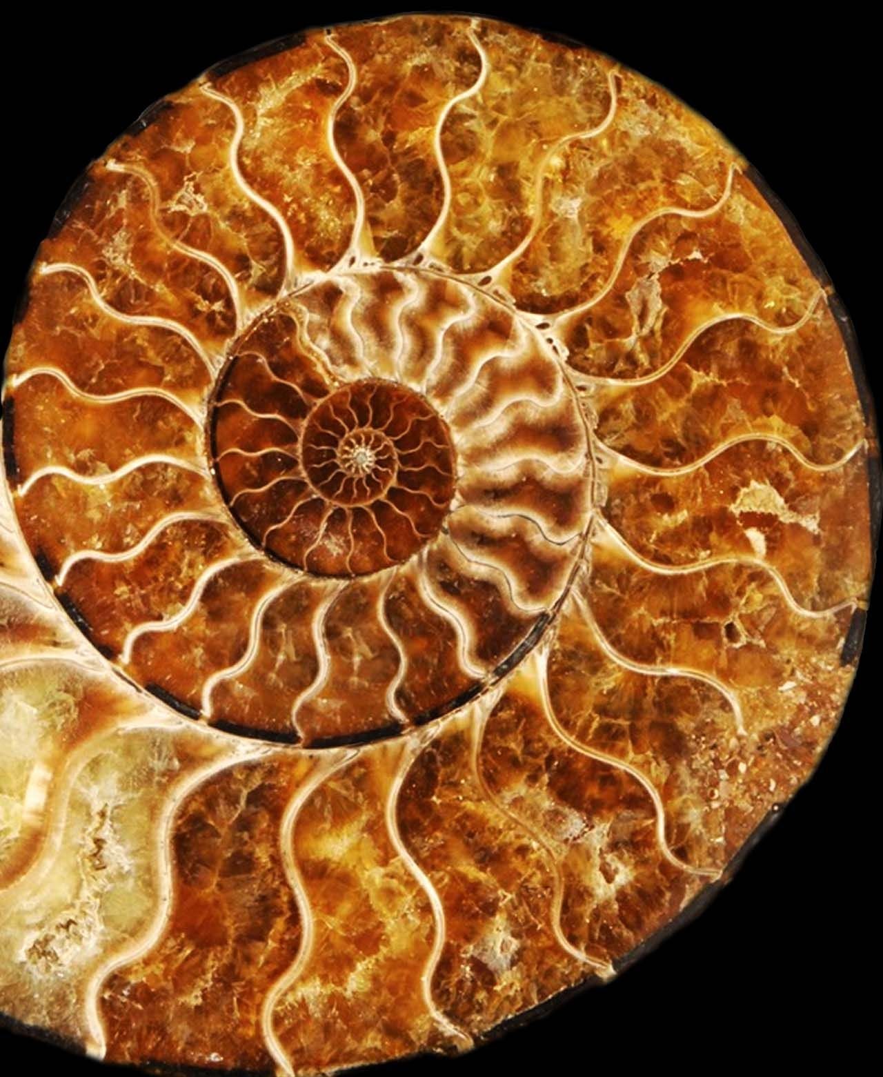 William Kilpatrick Quotes