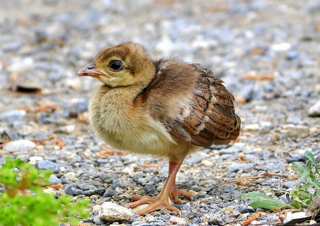 Baby Male Peacock