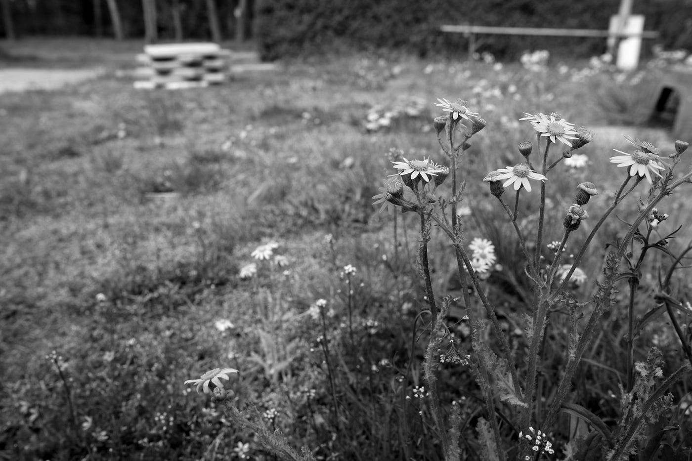 Nature Photography Black And White With Color