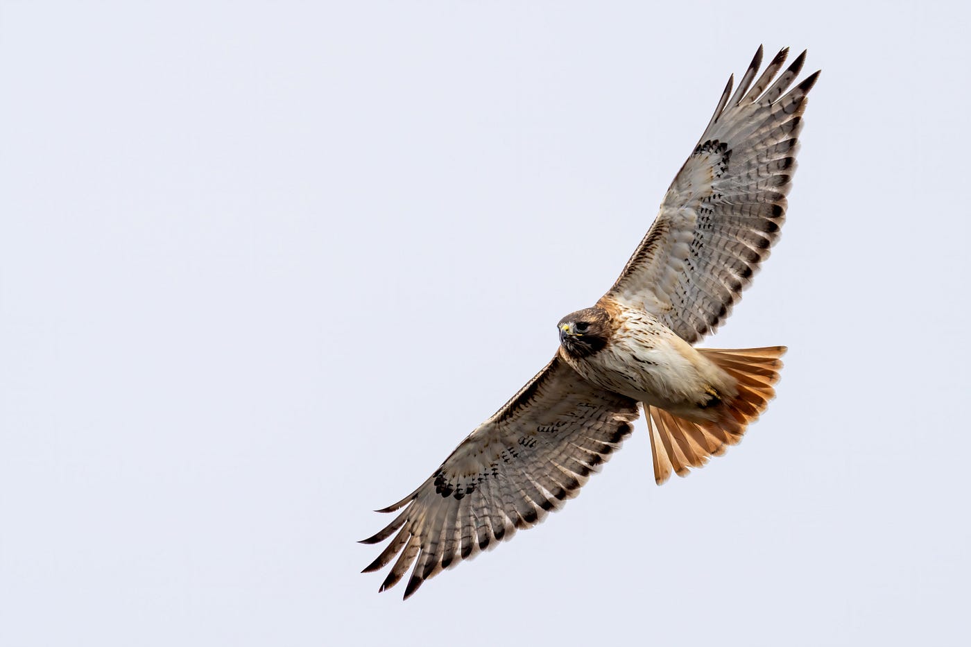 Hawk Eating Cat