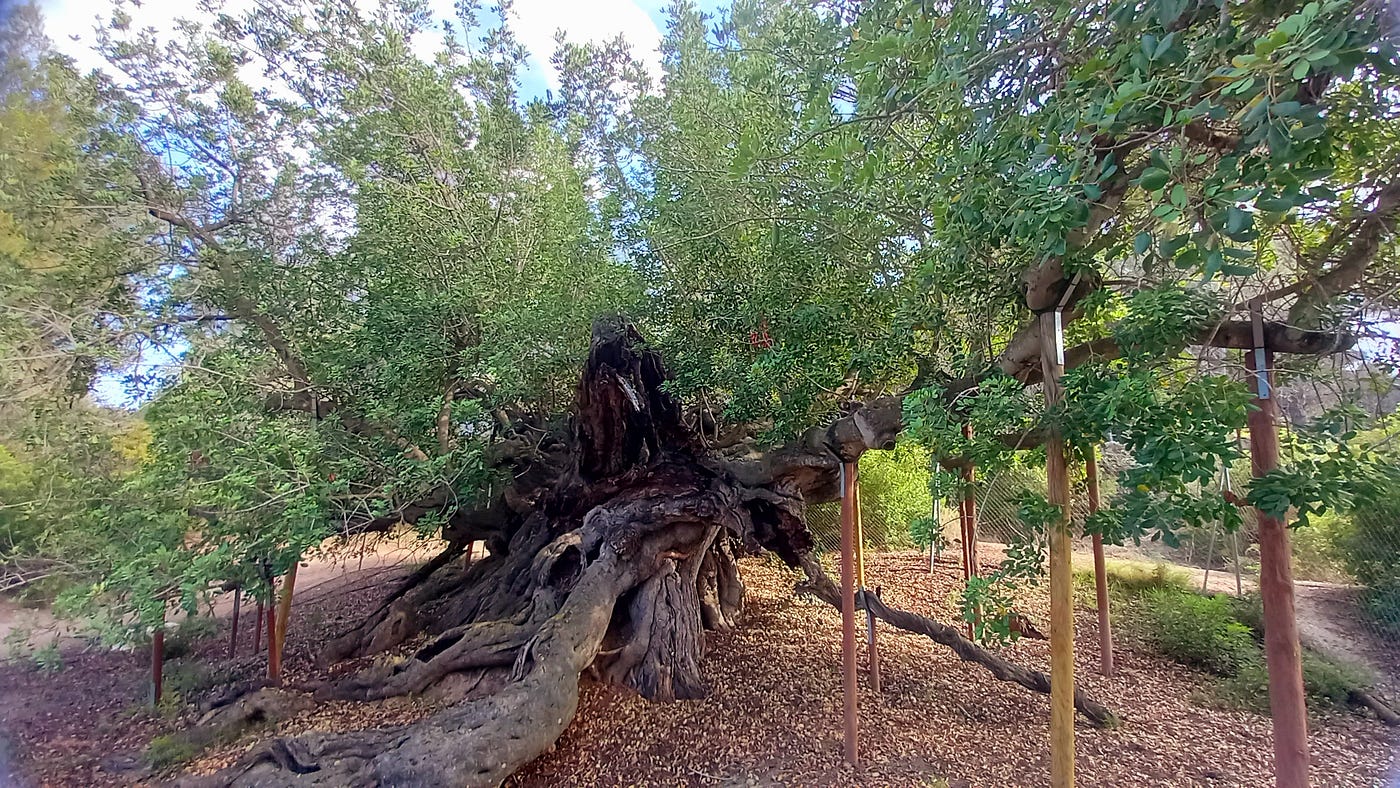 Carob Tree