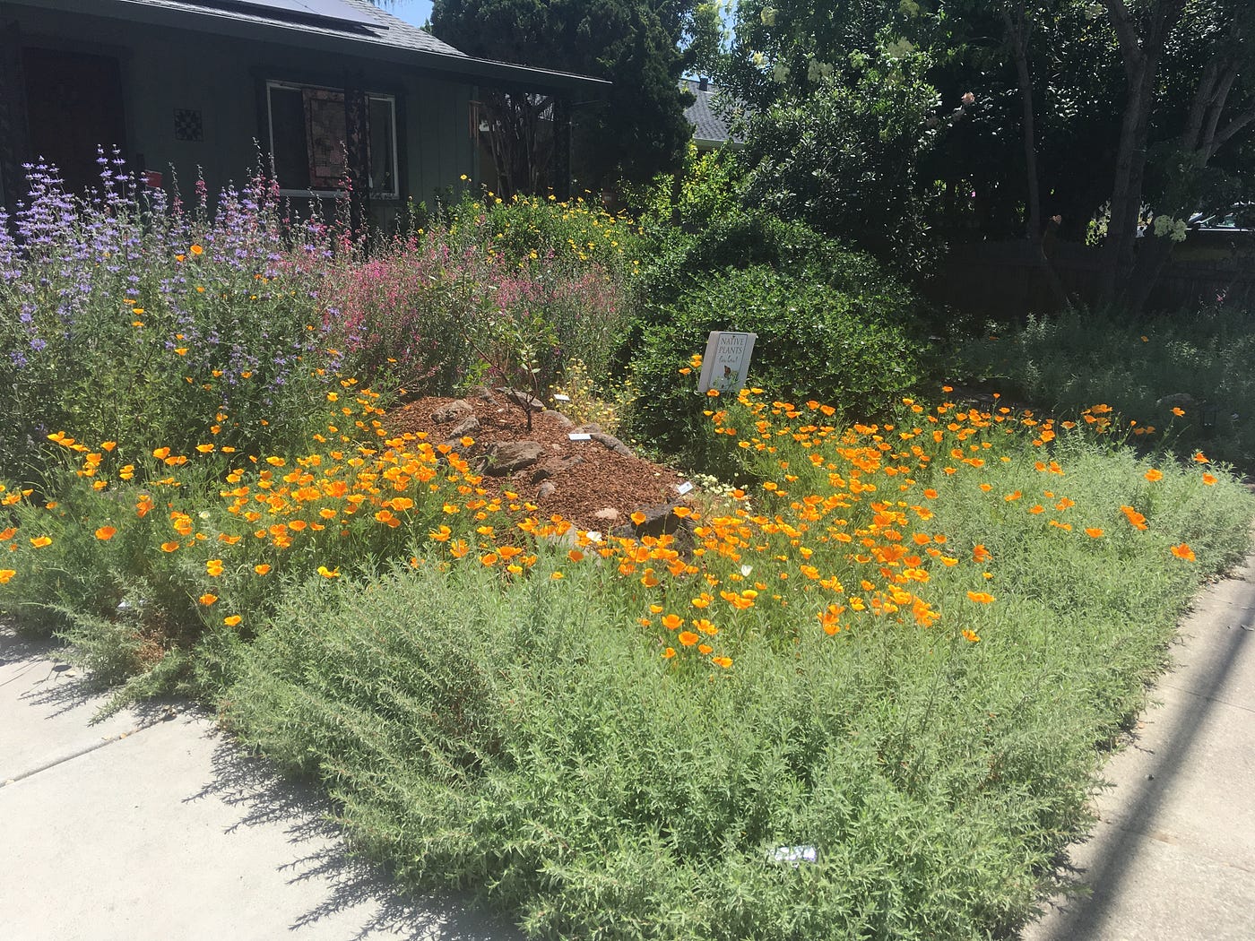 Growing California Native Plants