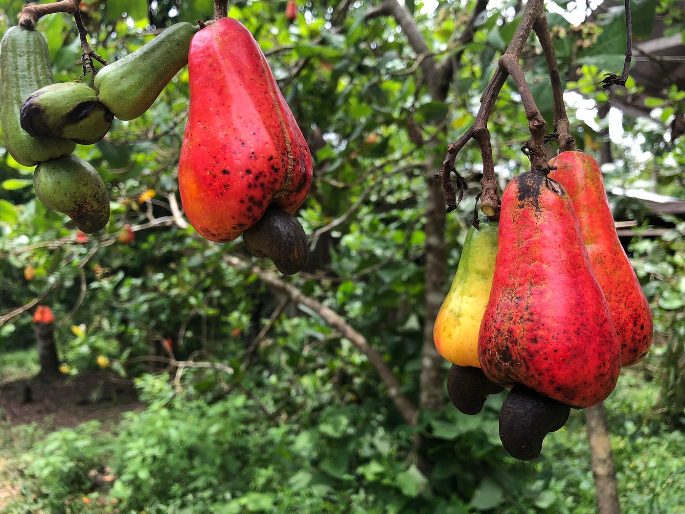 Cashew Fruit Inside