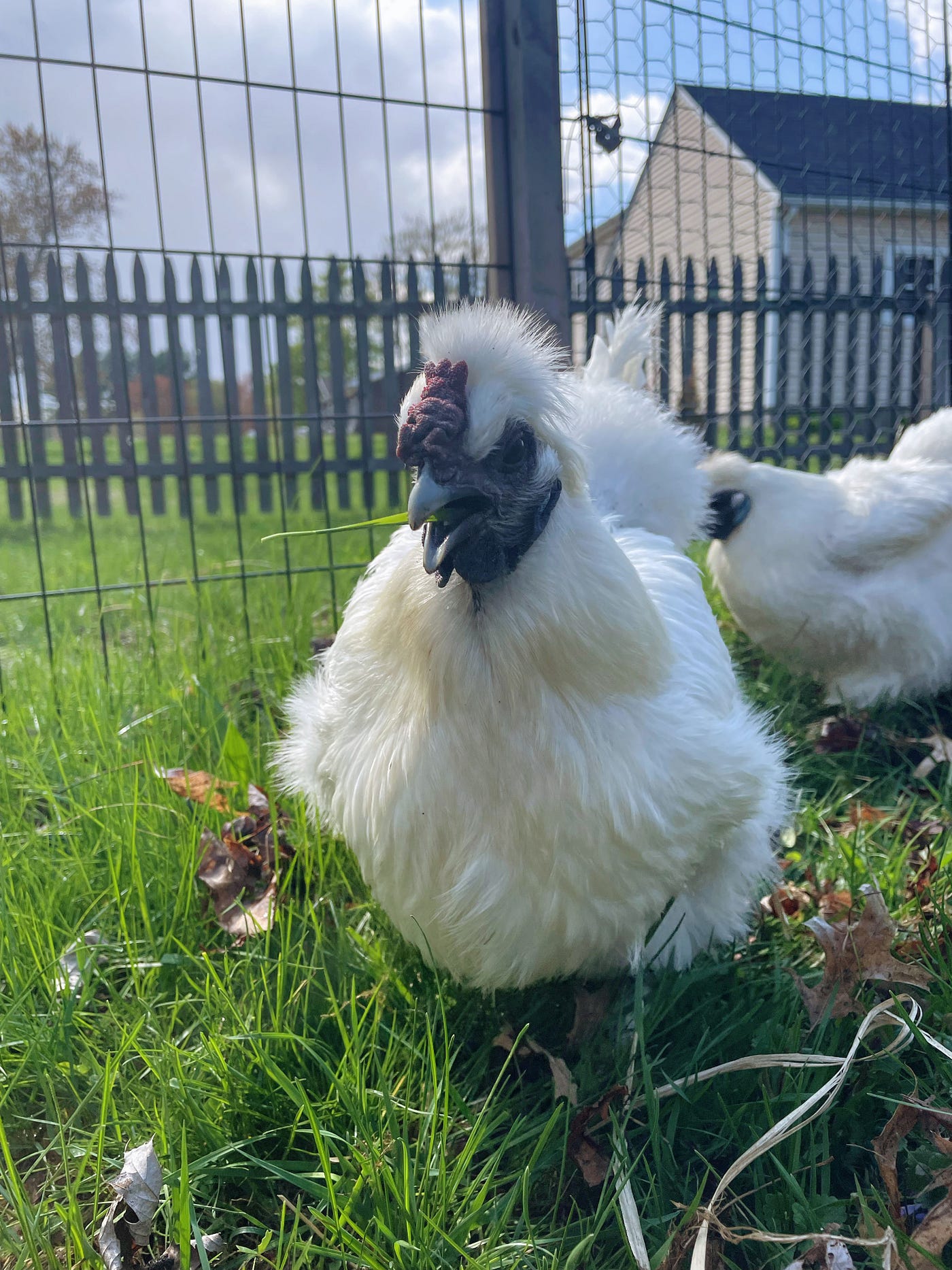 Fluffy White Chicken