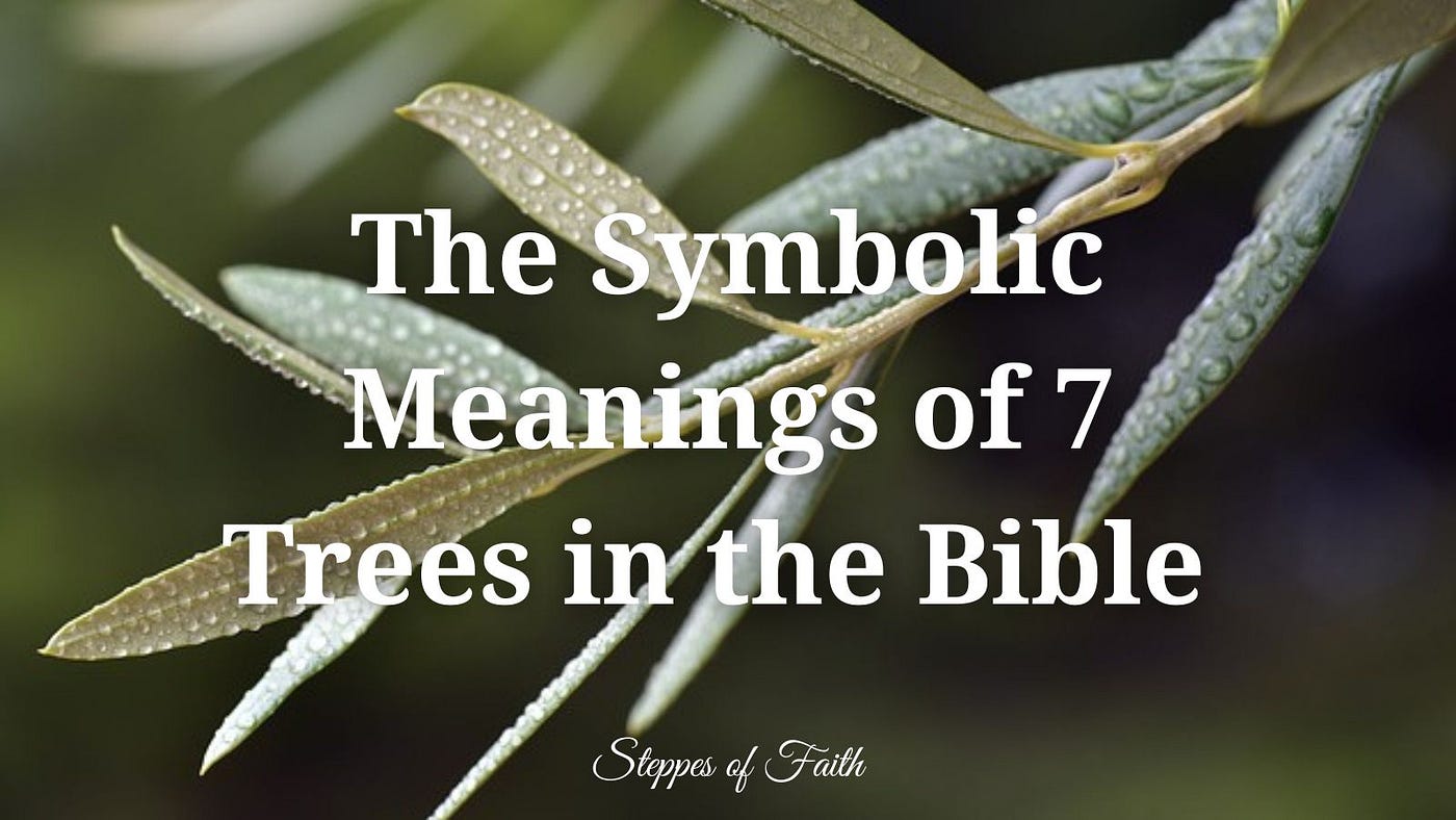 Olive Tree Bible Meaning Olive Tree Bible Meaning