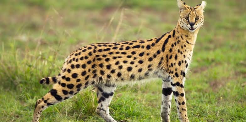 Felidae Family Examples