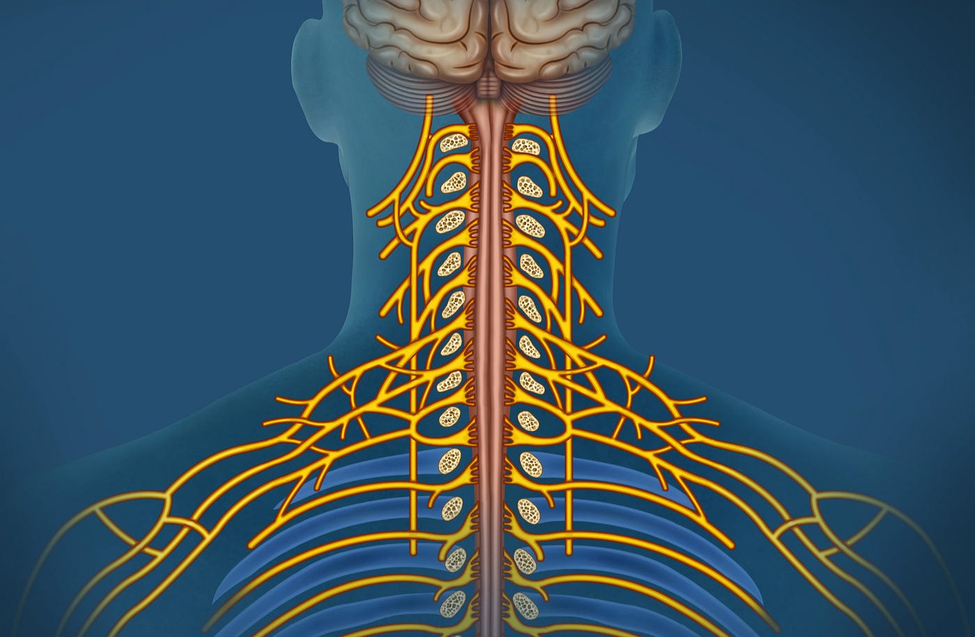 Simple Exercises To Stimulate The Vagus Nerve Book By Lars, 55% OFF