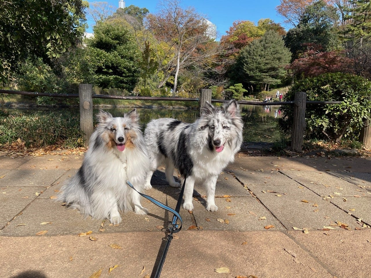 Sheltie Husky Mix