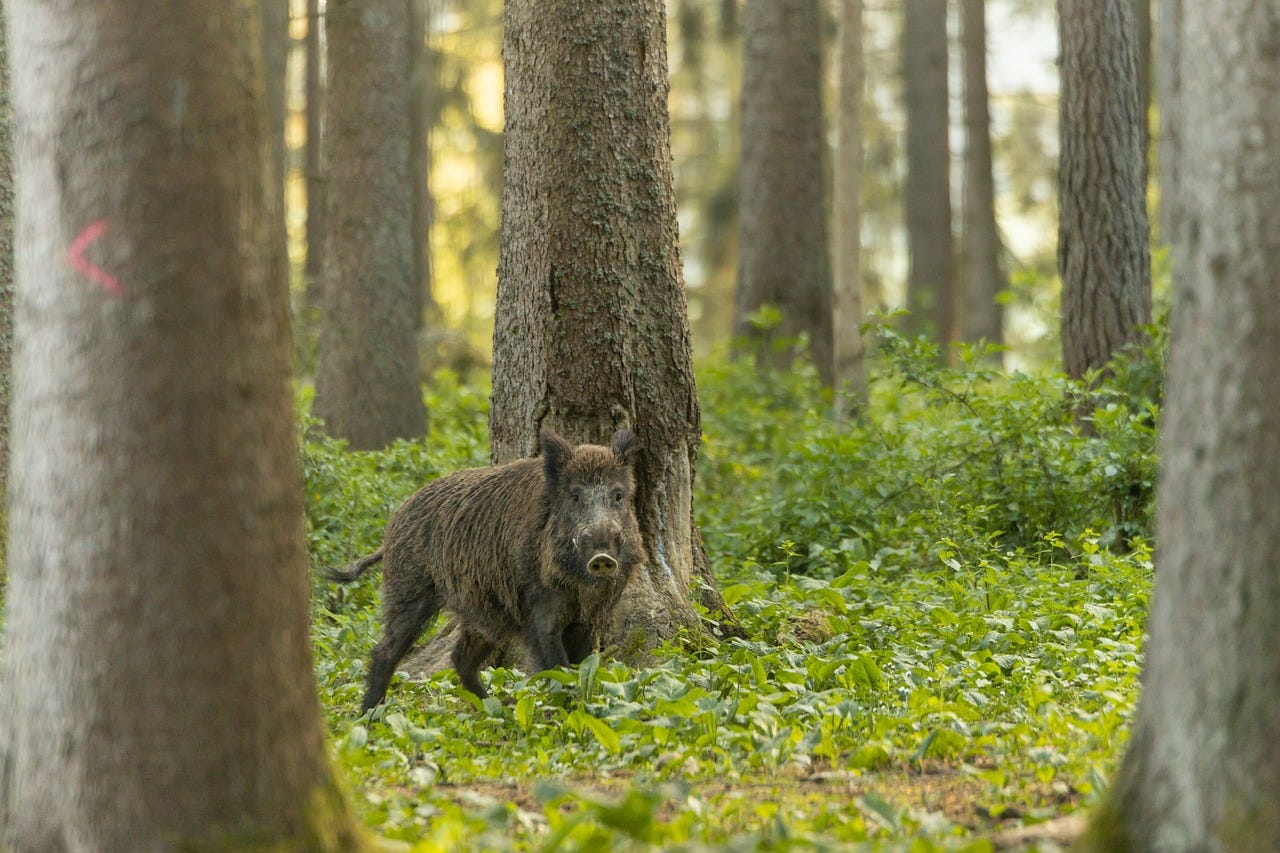 Wild Forest Animals Pictures
