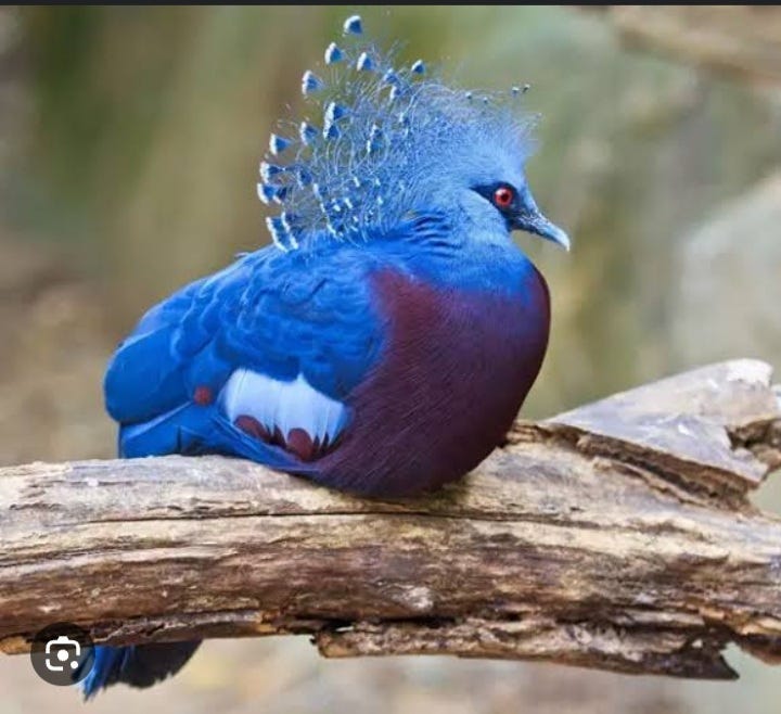 World Beautiful Birds