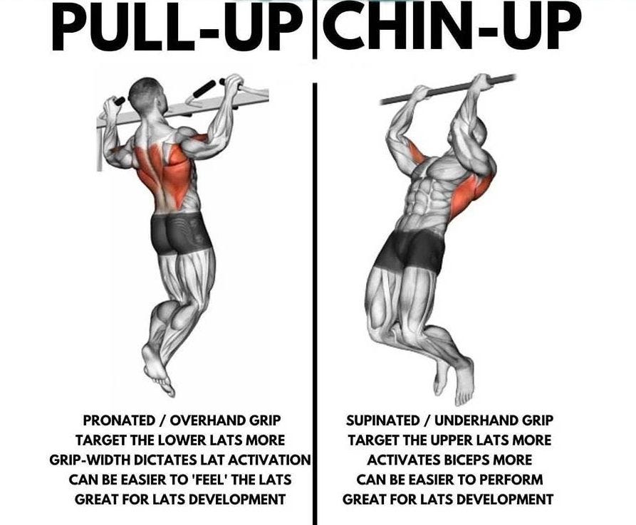 Underhand Pull Up Muscles Worked