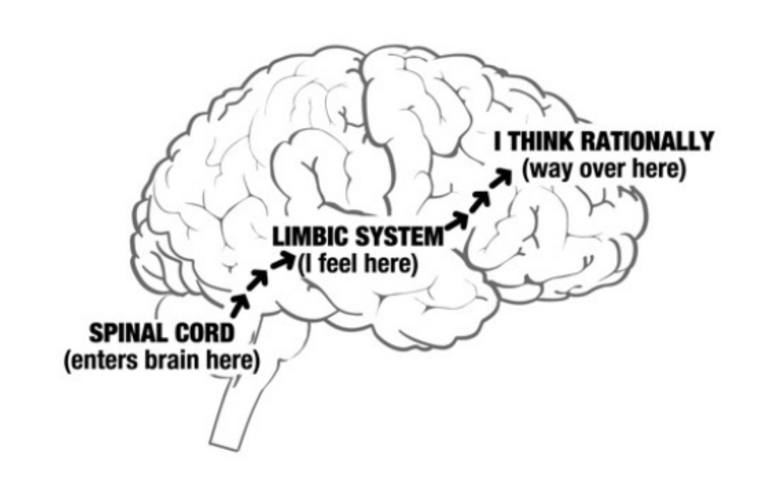 Emotional Intelligence Brain Structure The Anatomy Of The Human Brain