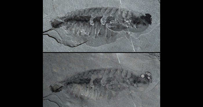 Opabinia Fossil