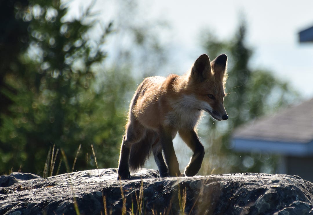 Fox Sitting Back