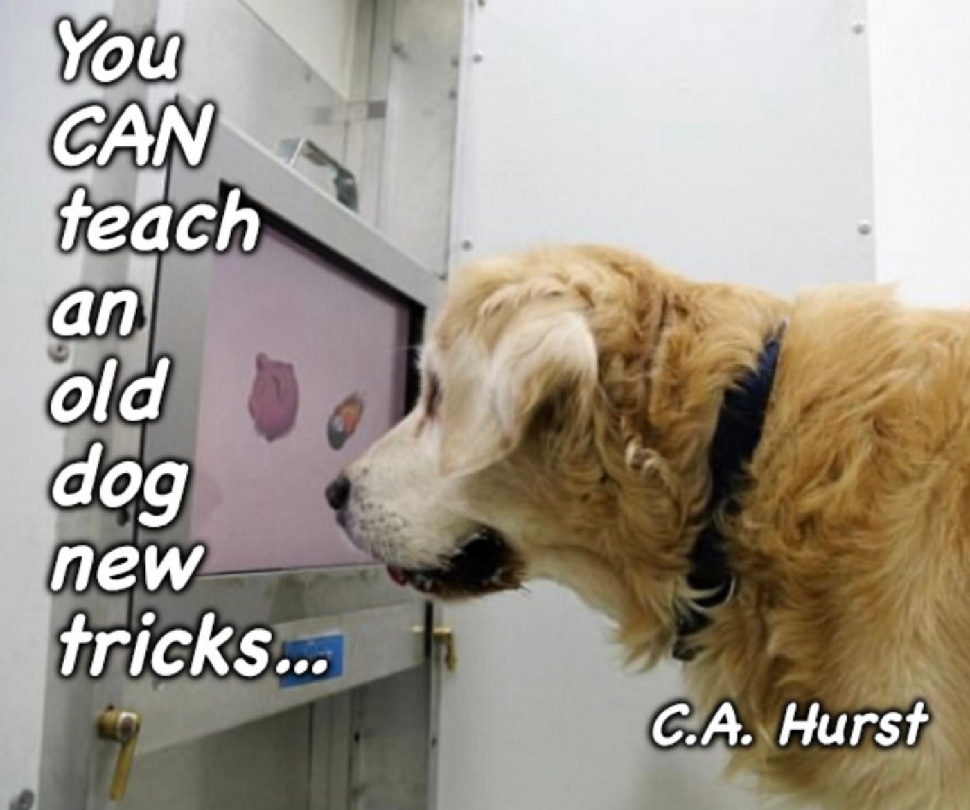 Dog Stick Memes You CAN Teach An Old Dog New Tricks… | By C. A.