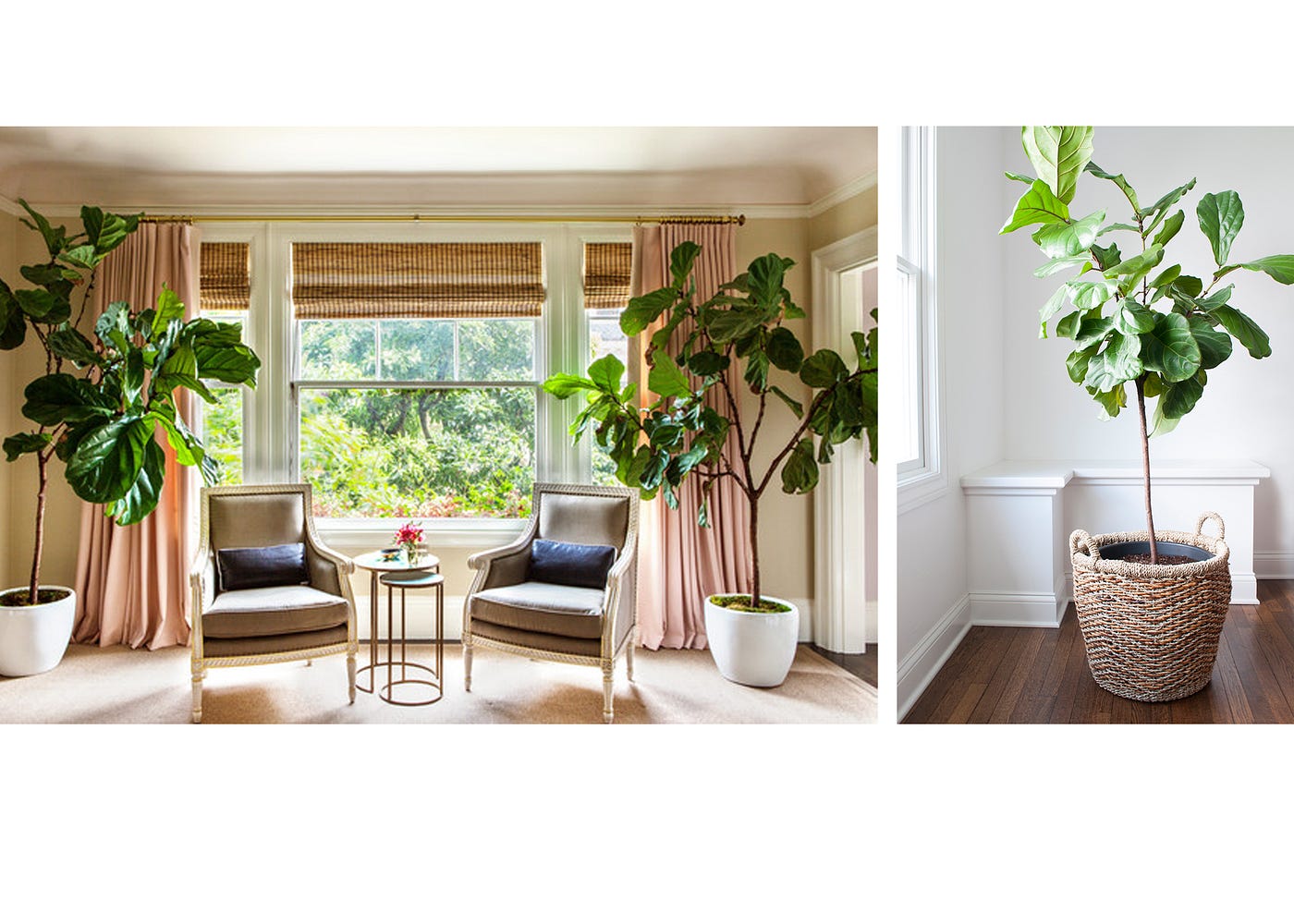 Plants In Interior Basics Of
