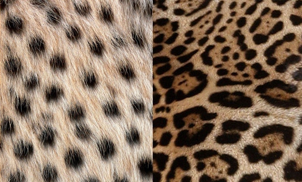 Cheetah Vs Leopard Vs Jaguar Print