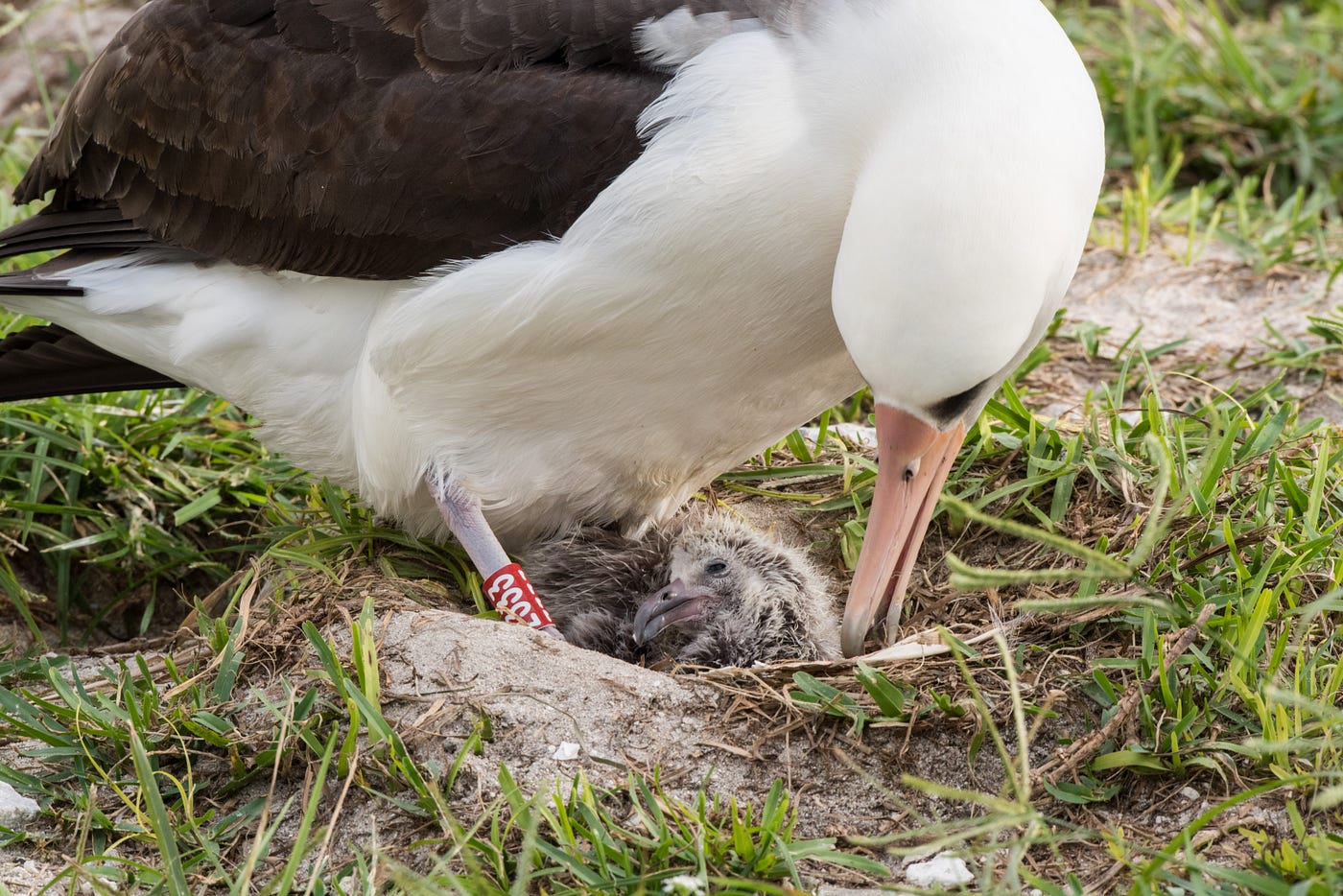 Laysan Albatross Baby