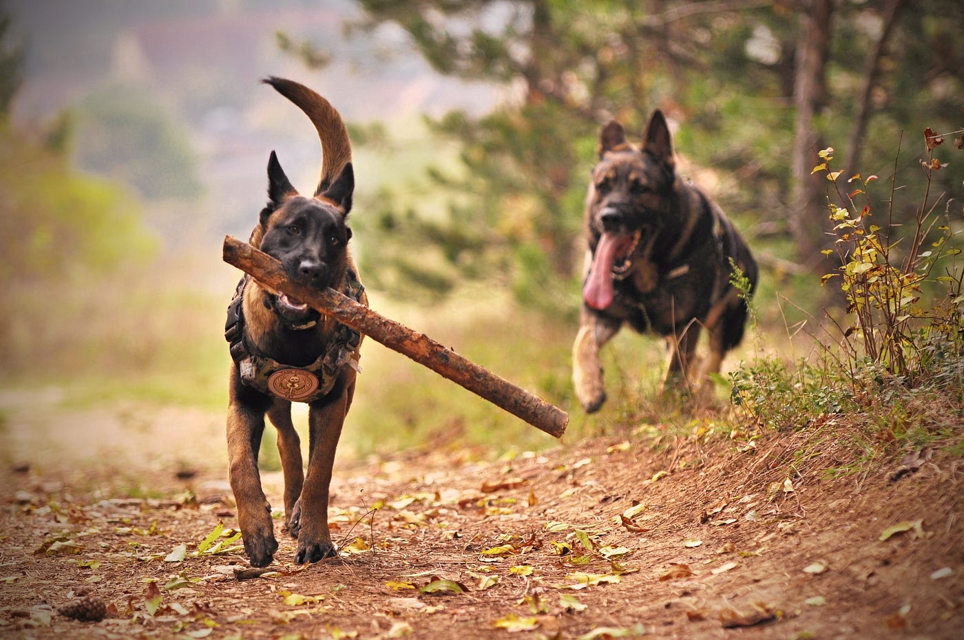 German Shepherd Attack People