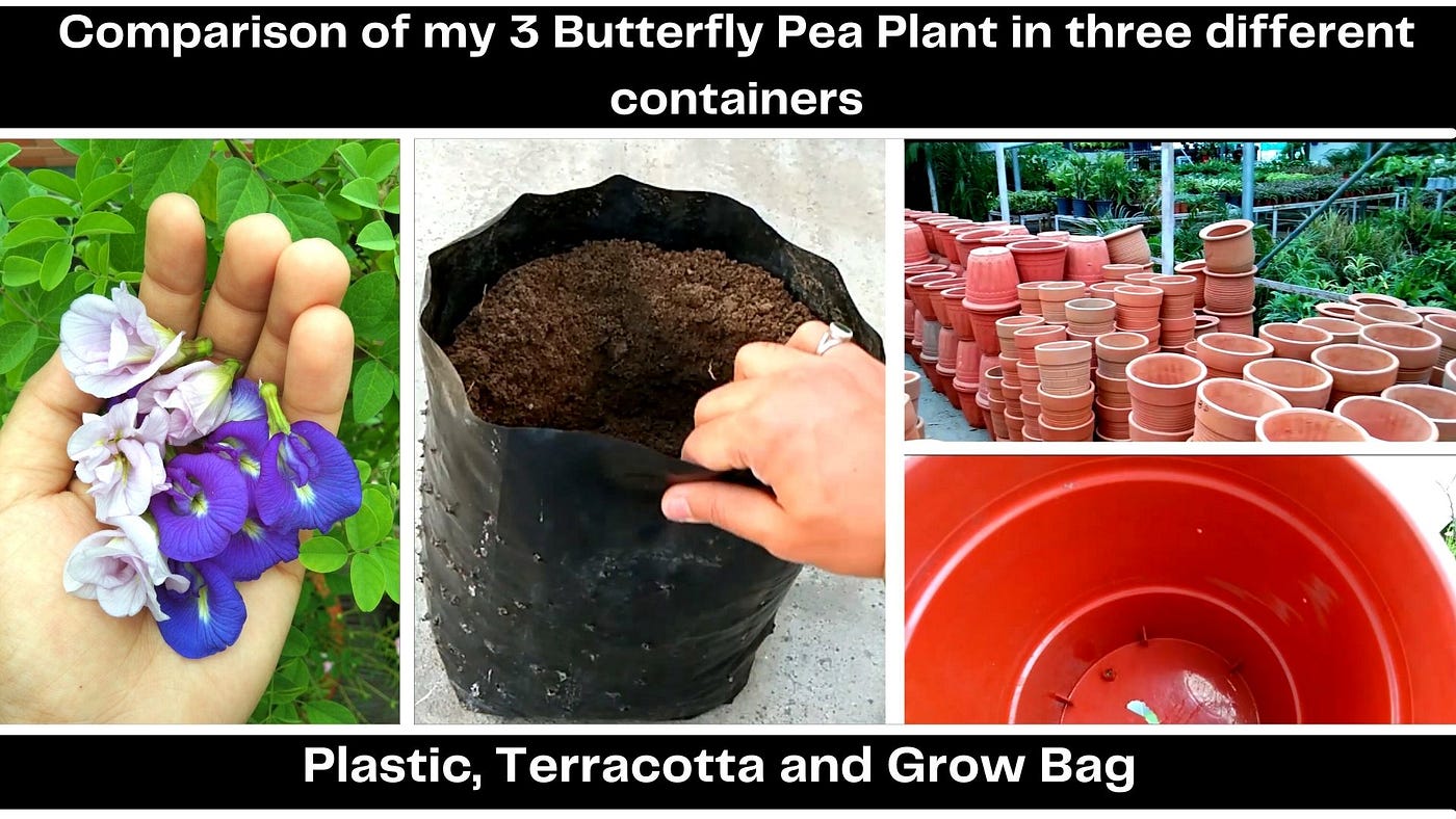 Butter Pea Plants