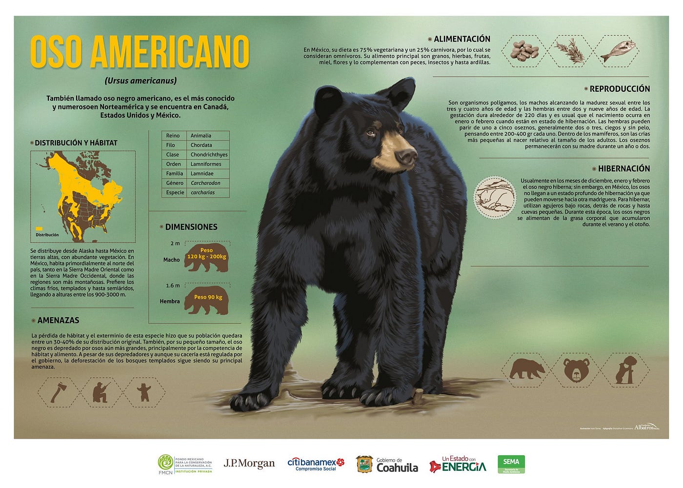 Anatomía De Un Oso Negro Oso Negro Americano Modelo 3D Descargar
