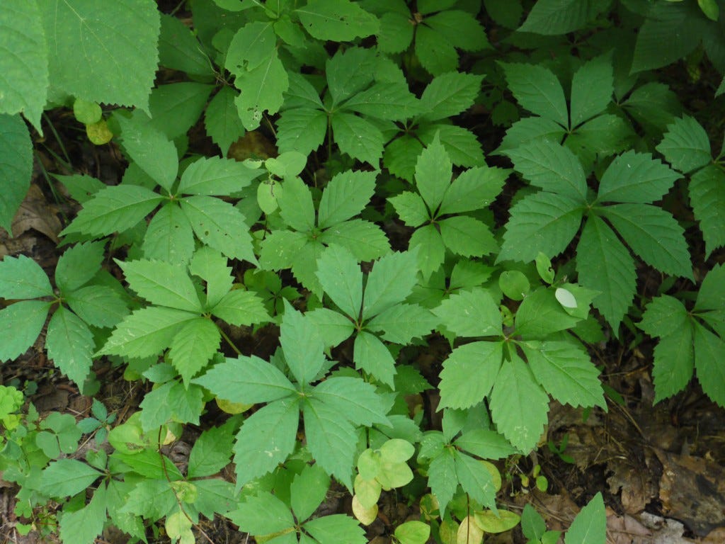 Poison Plants 5 Leaves