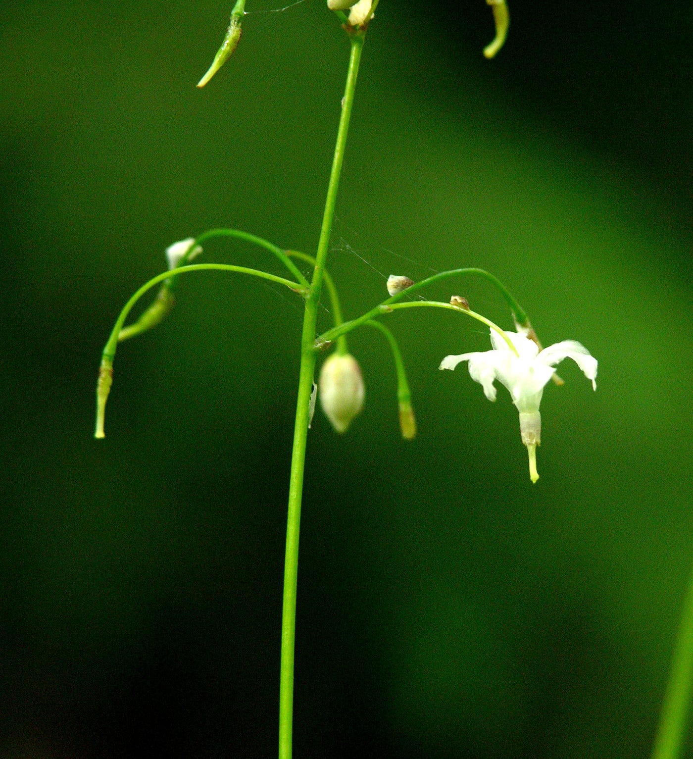 Photos Inside Of Stem Flowers