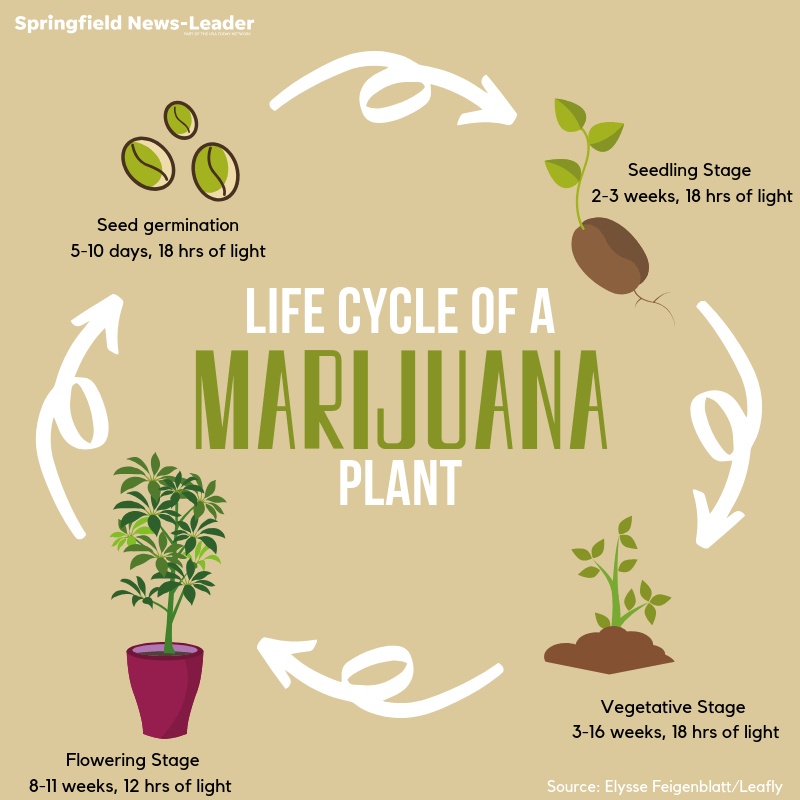 Stages Of The Marijuana Plant Growth Cycle In Pictures Leafly