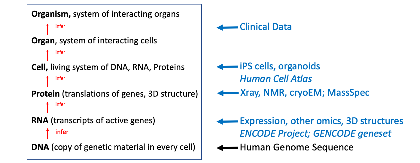 Genetic Makeup Of An Organism