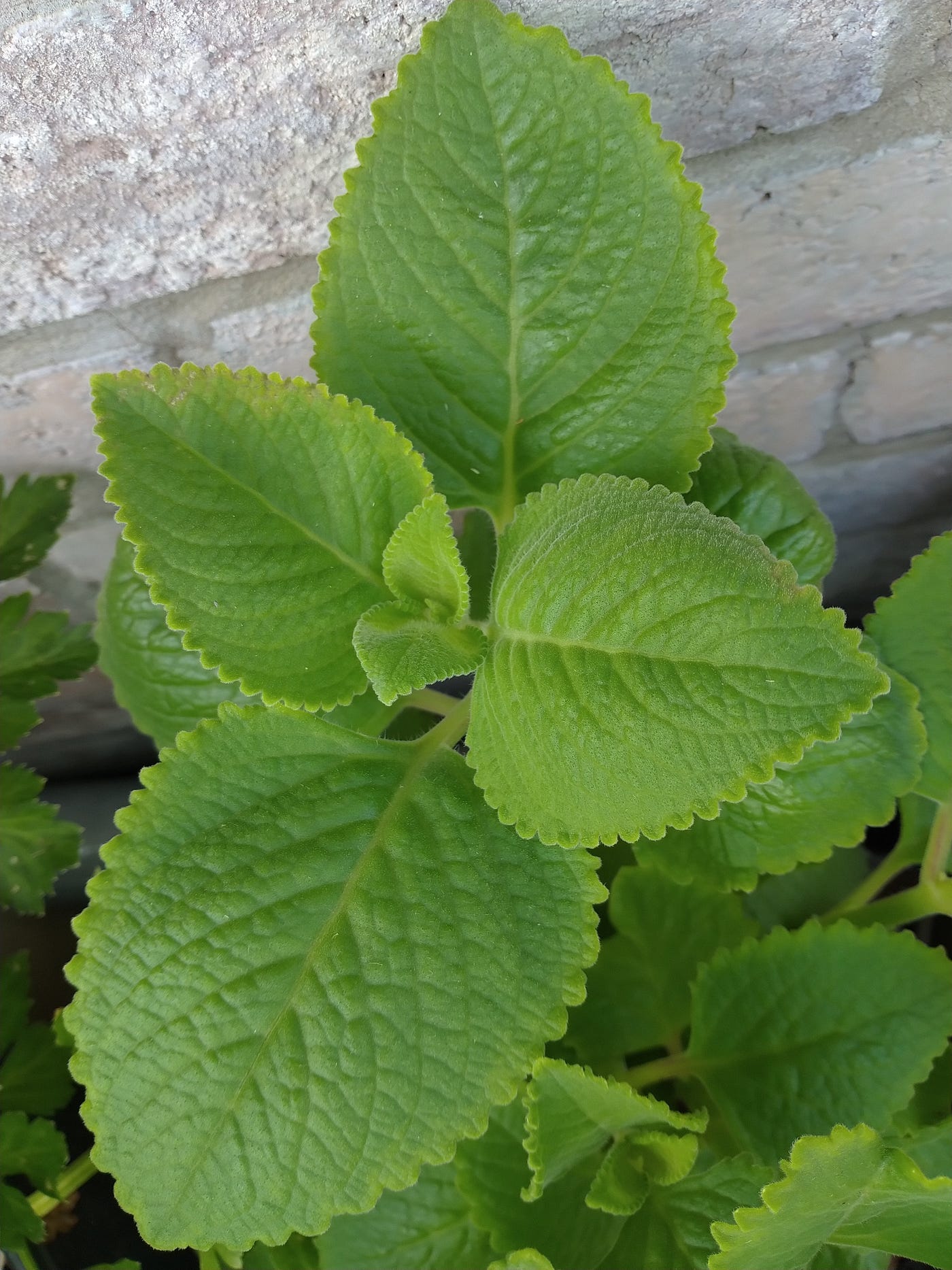 Serrated Leaves