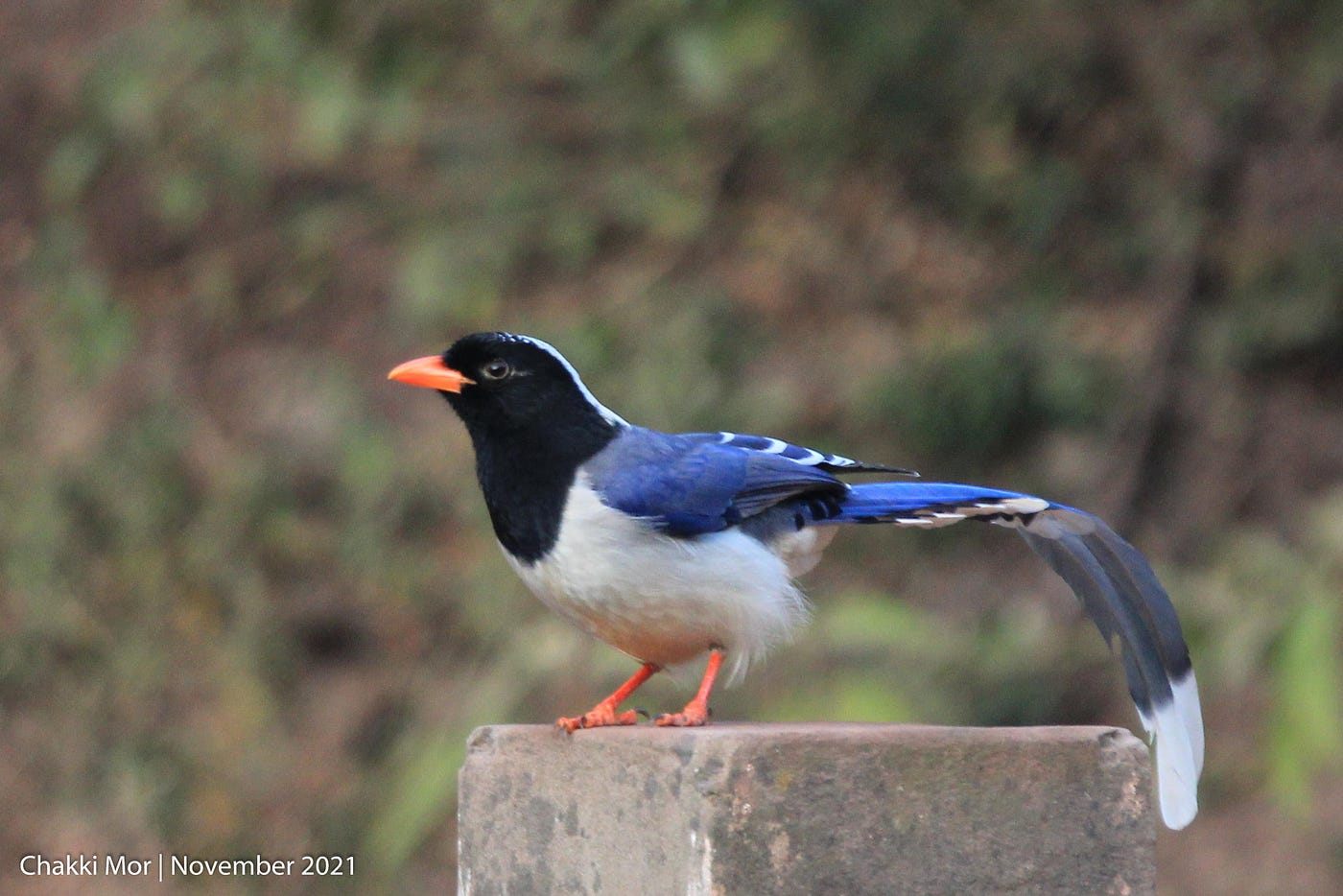 Birdwatching Bliss New Years Day 2021 Local Birding Here In North